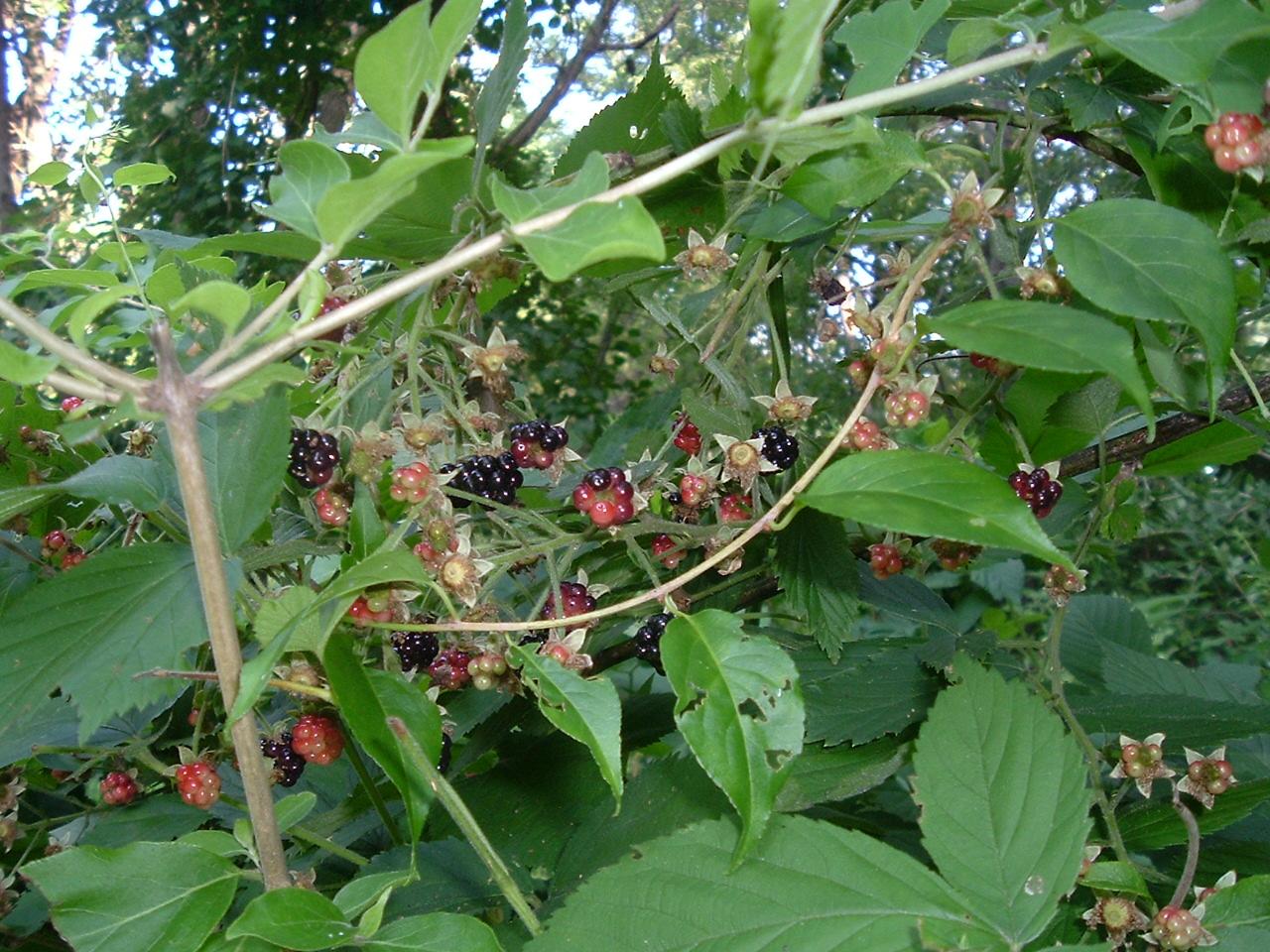 Flora of Pennsylvania