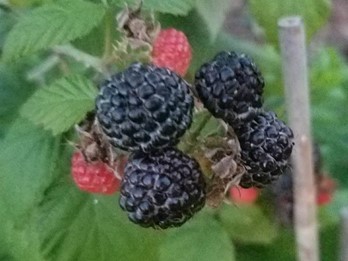 Common Native PA plants - Flora of Pennsylvania