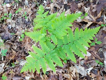 Flora of Pennsylvania