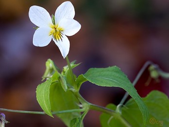 Common Native PA plants - Flora of Pennsylvania