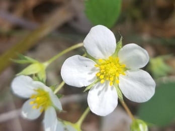 Common Native PA plants - Flora of Pennsylvania