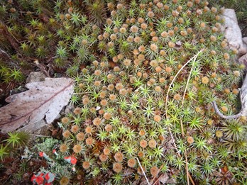Rare, Vulnerable & Threatened pants of Pennsylvania - Flora of Pennsylvania