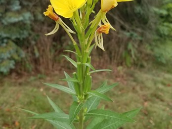 Common Native PA plants - Flora of Pennsylvania