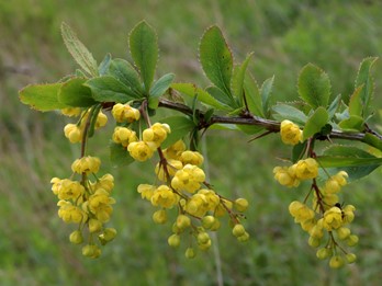 Invasive PA plants - Flora of Pennsylvania