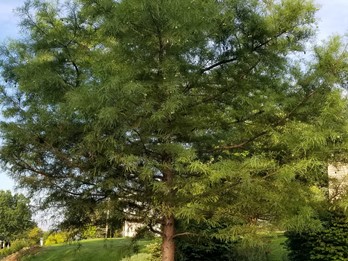 Common Native PA plants - Flora of Pennsylvania