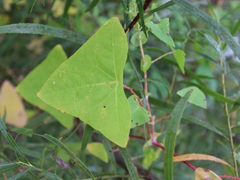 Invasive PA plants - Flora of Pennsylvania