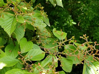 Invasive PA plants - Flora of Pennsylvania