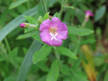 Invasive PA plants - Flora of Pennsylvania