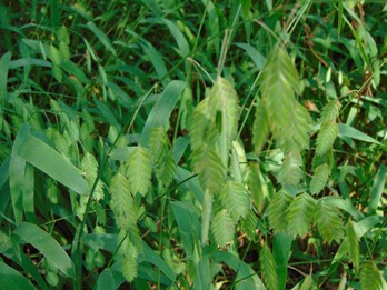 Common Native PA plants - Flora of Pennsylvania