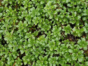 Common Native PA plants - Flora of Pennsylvania