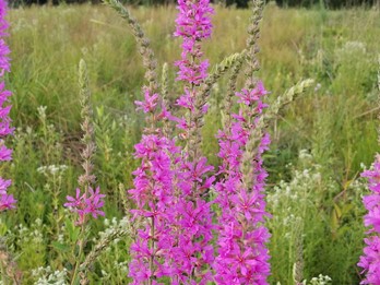 Invasive PA plants - Flora of Pennsylvania