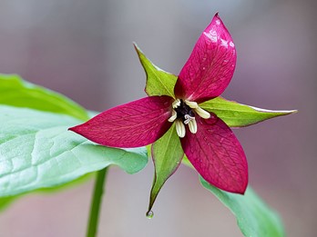 Common Native PA plants - Flora of Pennsylvania