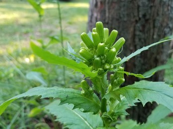 Common Native PA plants - Flora of Pennsylvania