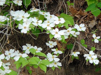 Common Native PA plants - Flora of Pennsylvania