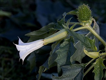 Invasive PA plants - Flora of Pennsylvania
