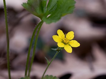 Common Native PA plants - Flora of Pennsylvania