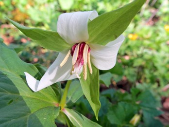Rare, Vulnerable & Threatened pants of Pennsylvania - Flora of Pennsylvania