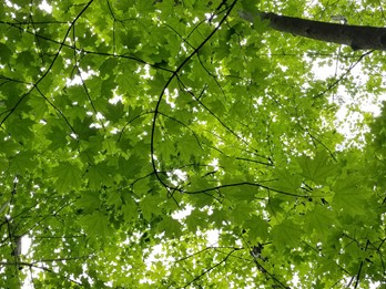 Common Native PA plants - Flora of Pennsylvania