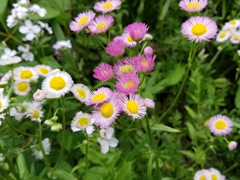 Common Native PA plants - Flora of Pennsylvania