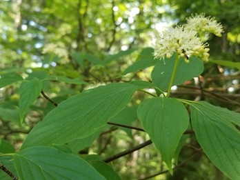Common Native PA plants - Flora of Pennsylvania