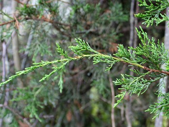 Common Native PA plants - Flora of Pennsylvania