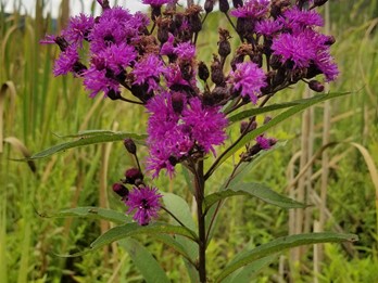 Common Native PA plants - Flora of Pennsylvania