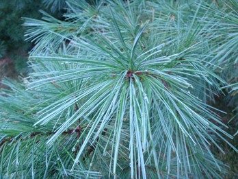 Common Native PA plants - Flora of Pennsylvania