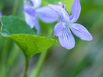 Common Native PA plants - Flora of Pennsylvania