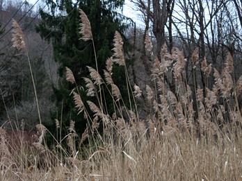 Invasive PA plants - Flora of Pennsylvania
