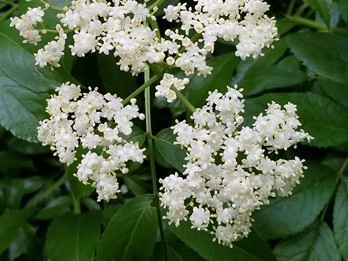 Common Native PA plants - Flora of Pennsylvania