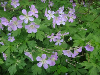 Common Native PA plants - Flora of Pennsylvania