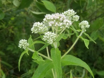 Common Native PA plants - Flora of Pennsylvania