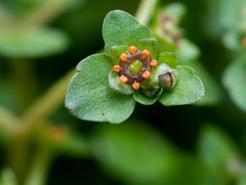 Common Native PA plants - Flora of Pennsylvania