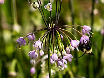 Common Native PA plants - Flora of Pennsylvania