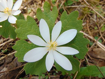 Common Native PA plants - Flora of Pennsylvania