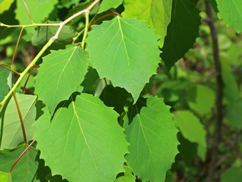 Common Native PA plants - Flora of Pennsylvania