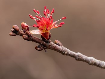 Common Native PA plants - Flora of Pennsylvania