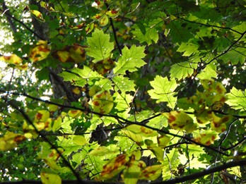 Common Native PA plants - Flora of Pennsylvania