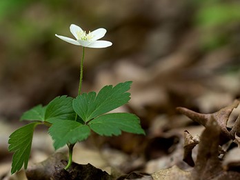 Common Native PA plants - Flora of Pennsylvania