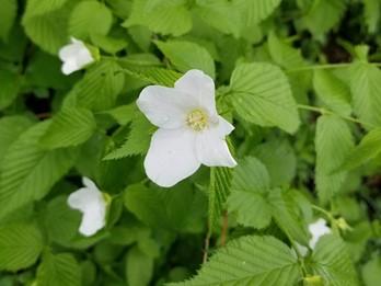 Invasive PA plants - Flora of Pennsylvania