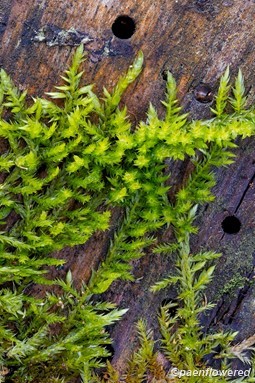 Mosses of Pennsylvania - Flora of Pennsylvania