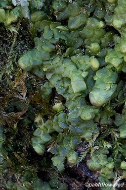Liverworts of pennsylvania - Flora of Pennsylvania