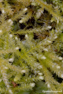 Mosses of Pennsylvania - Flora of Pennsylvania