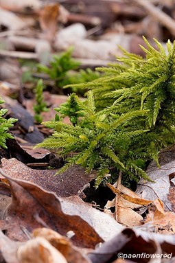 Mosses of Pennsylvania - Flora of Pennsylvania
