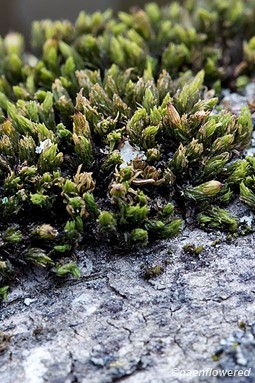 Bristle moss - Flora of Pennsylvania
