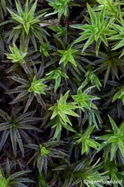 Slender starburst - Flora of Pennsylvania