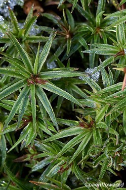 Slender starburst - Flora of Pennsylvania