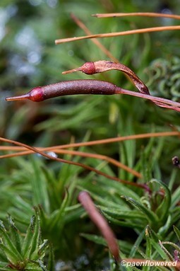 Slender starburst - Flora of Pennsylvania