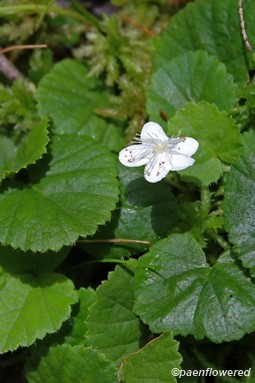 Dewdrop - Flora of Pennsylvania