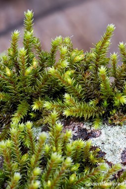 Mosses of Pennsylvania - Flora of Pennsylvania